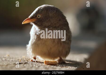 A selective focus shot of a Gray Jungle Babbler bird perched on a stone ...
