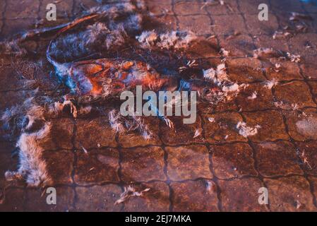 A rat mummy, a dead parched rat, Animal carcasses Stock Photo - Alamy