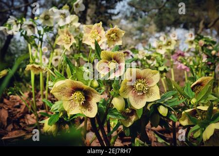 Yellow speckled Hellebores, 'Helleborus hybridus' or lenten rose, in ...