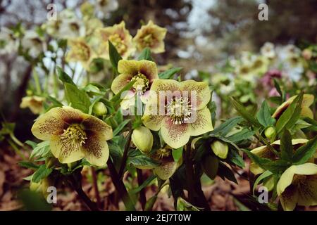 Yellow speckled Hellebores, 'Helleborus hybridus' or lenten rose, in ...