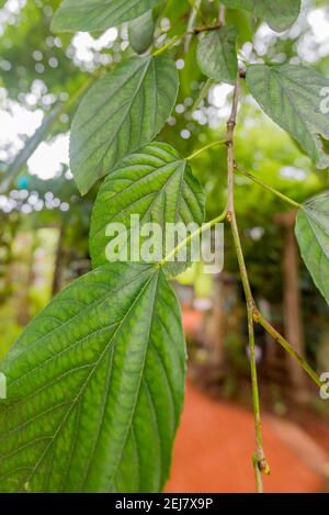 White Mulberry or Morus alba, Silkworm Mulberry. Russian Mulberry. Also ...