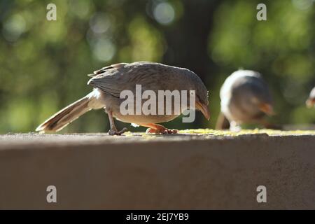 A selective focus shot of a Gray Jungle Babbler bird perched on a stone ...