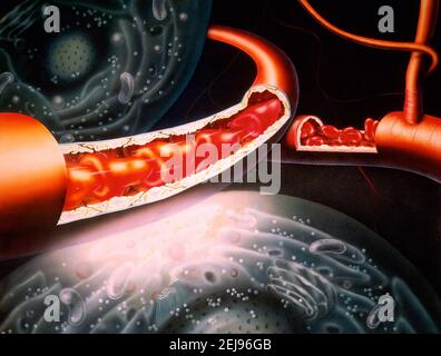 BLOOD CAPILLARY, DRAWING Stock Photo - Alamy