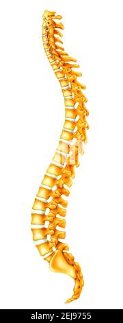 Illustration of Spinal Disk Pathologies Stock Photo - Alamy