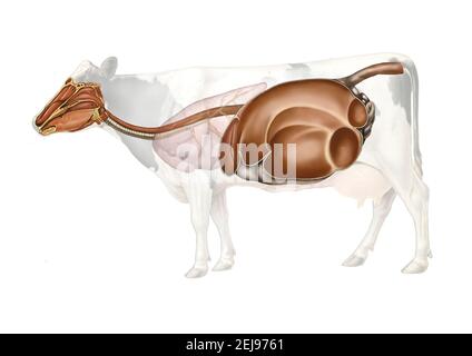 COW ANATOMY, DRAWING Stock Photo - Alamy
