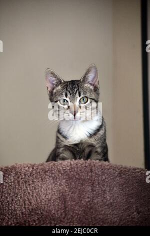 kitten stares into the camera Stock Photo - Alamy