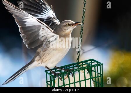 Northern mockingbird at backyard suet feeder Stock Photo - Alamy