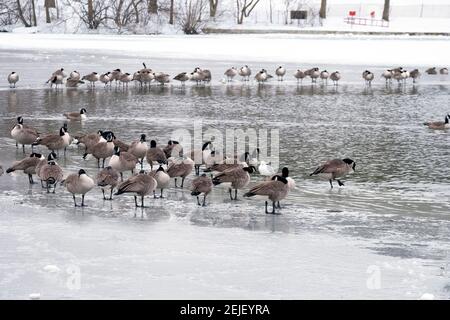 Birds stand on a partially frozen lake in Bucharest, Romania, Tuesday ...