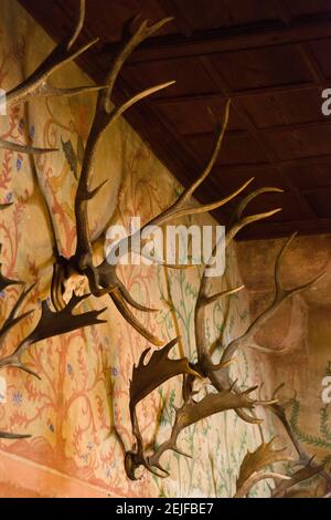 medieval room with hunting trophies Stock Photo - Alamy