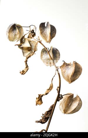 Nicandra physalodes Shoo fly seed pod Growing in a Garden Stock Photo ...