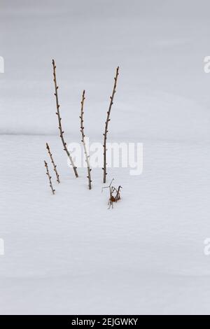 Dead Vegetation Sticking Out of the snow Stock Photo - Alamy