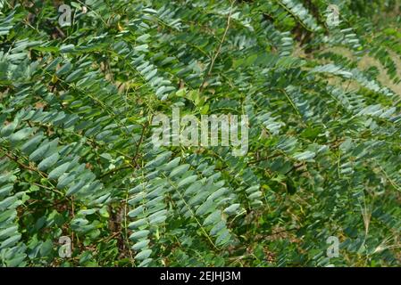 The green branches of an acacia tree lean in the wind. Unusual green ...