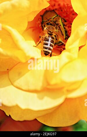 A pretty Cotinis nitida or a green June beetle, Cetonia aurata ...