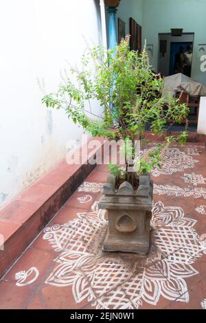 The Tulsi plant Stock Photo - Alamy