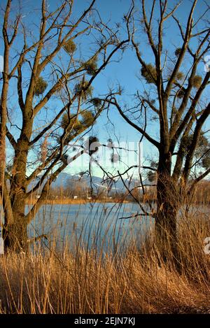 Incredible natural scenery at a pretty lake in Oberriet in Switzerland ...
