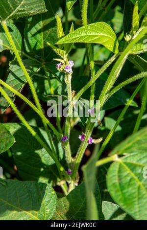 Soybean tree with flower in plantation Stock Photo - Alamy