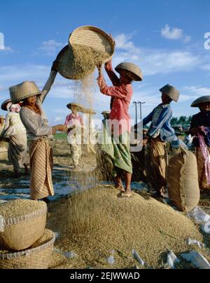 Balinese woman working at winnowing rice in the fields during rice ...