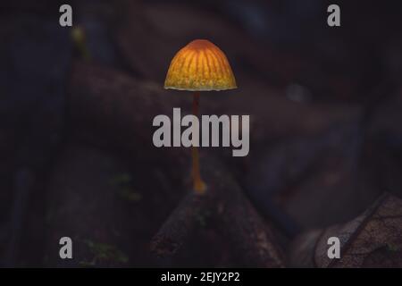 Macro shot of tiny yellow wild flowers in a pasture Stock Photo - Alamy