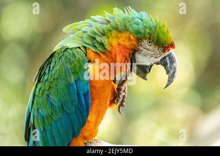 Hybrid macaw. This specimen was a result of the crossbreeding of a ...