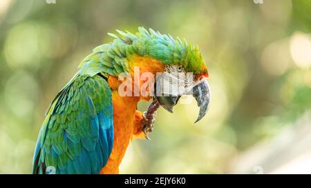 Hybrid macaw. This specimen was a result of the crossbreeding of a ...