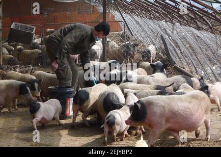 Pig farmer Yuan Changsong, who manages to bring Bama Pig, which lives ...