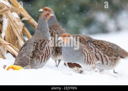 Hungarian Partridge in the winter in North Dakota Stock Photo - Alamy