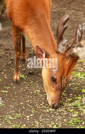 Muntjac deer (Muntiacus muntjak) resting at Zoo Negara Stock Photo - Alamy
