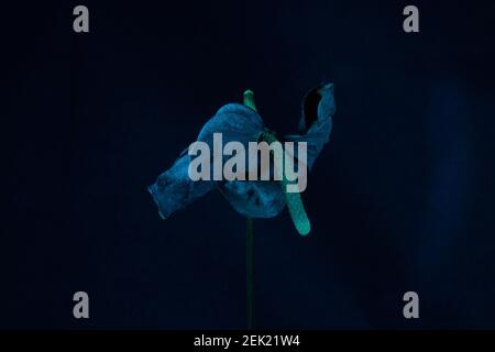 isolated dead and dried anthurium flower with blue filtered light on a ...