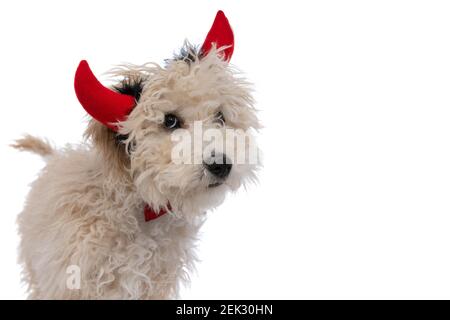cute caniche dog wearing devil horns and bowtie, looking at the camera ...