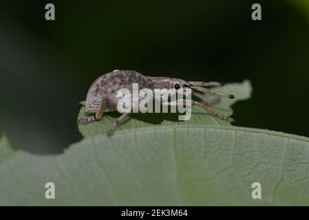 Weevil, Curculionoidea Family, Klungkung, Bali, Indonesia Stock Photo ...