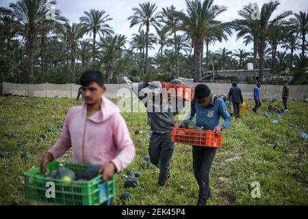 Palestinian farmers harvest watermelon at a field in the town of Beit ...