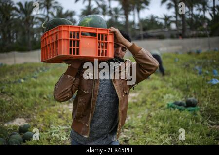 Palestinian farmers harvest watermelon at a field in the town of Beit ...