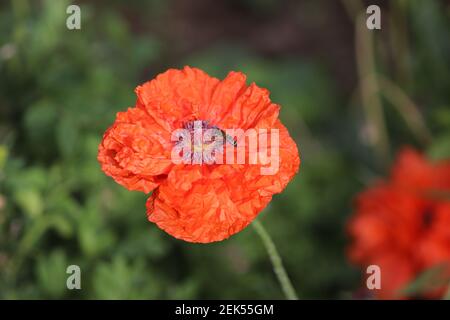red fluffy poppy, green flowerbed Stock Photo - Alamy