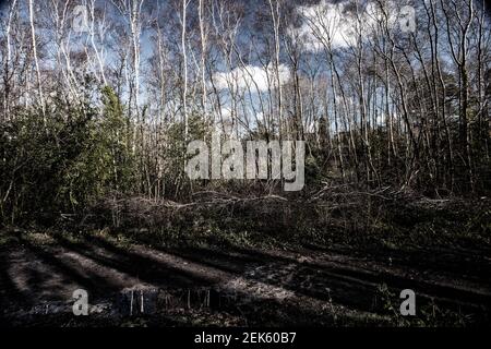 Keston Common recreation area landscape in late winter sunshine Stock ...