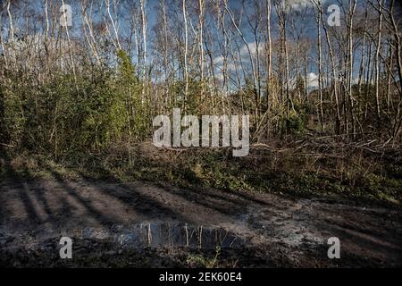 Keston Common recreation area landscape in late winter sunshine Stock ...