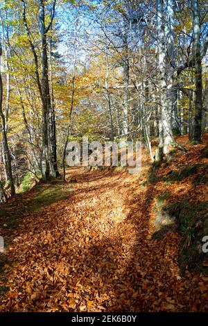 Through the Blue Door,Edzell, Angus, Scotland Stock Photo - Alamy