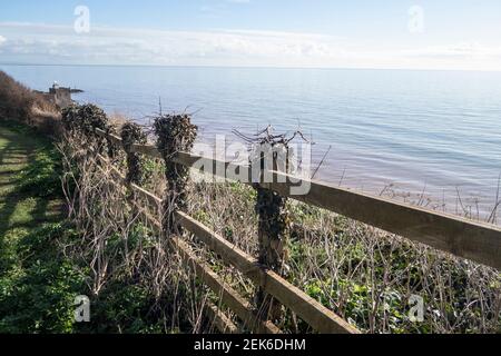 Fencing along a cliff top at Sidmouth, Devon to keep people away from ...