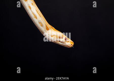 Python molurus bivitattus is one of the largest species of snakes. It ...