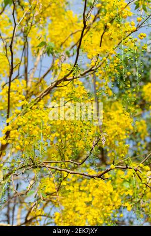 Bahawa, Cassia fistula, Golden shower tree, Pune, Maharashtra, India Stock Photo - Alamy