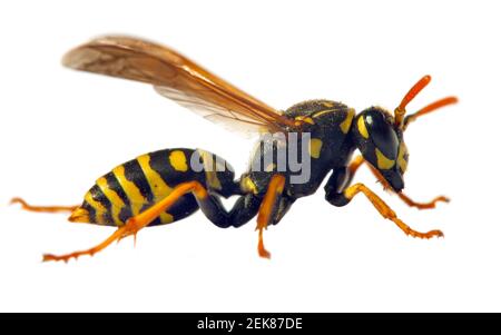 European wasp German wasp or German yellowjacket isolateed on white ...