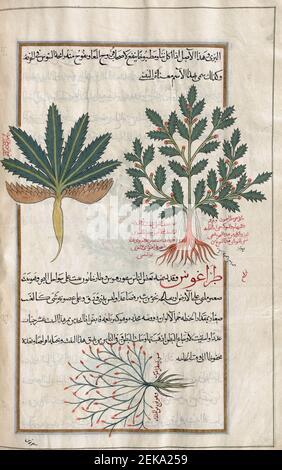 Dioscorides Pedanius, Medical De Materia Medica, a foundational medical ...