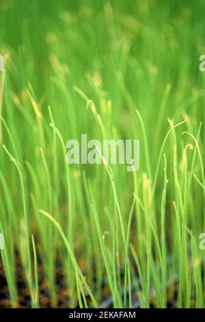 Wheatgrass close up with depth of field Stock Photo - Alamy