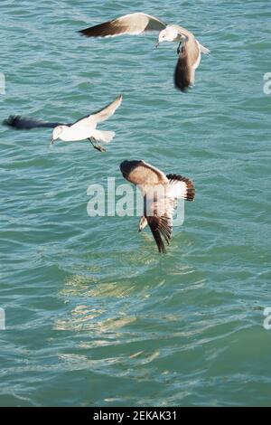 Seagulls flying over the sea , Living together in a large group Is a ...