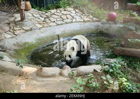 Beijingï¼ŒCHINA-Giant pandas sit in a pool to cool off in Beijing on ...