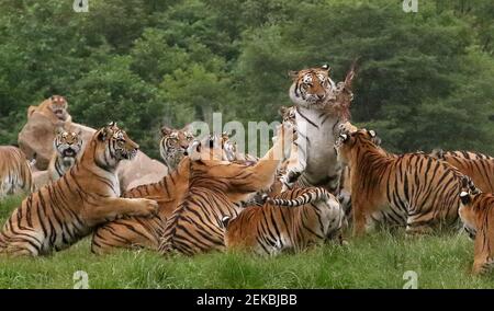 Siberian tigers are running in the forest at the Hengdaohezi Siberian ...