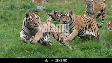 Siberian tigers are running in the forest at the Hengdaohezi Siberian ...