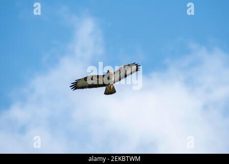 Common Buzzard flying against blue sky on Isle of Mull, Scotland, UK ...