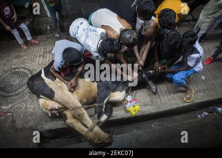 Muslim devotees prepare an ox for slaughter during the Eid al-Adha, the ...