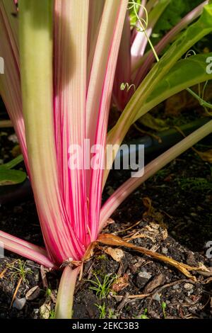 Issaquah, Washington, USA. Peppermint Swiss Chard plant. Dark green ...
