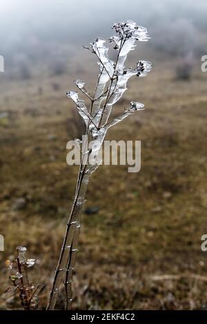 After the freezing rain (glazed rain). Note that as the plants ...